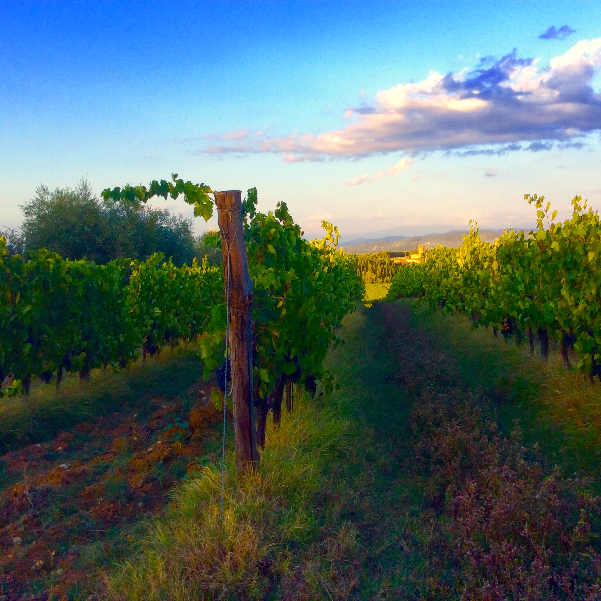 Soils and wines in Italy